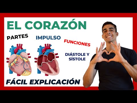 Corazón en el Diccionario Médico: Definición, Funciones y Patologías ...