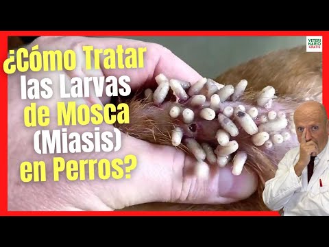 Miasis: Causas, Tipos y Tratamientos Efectivos para la Infección por Larvas