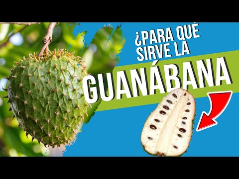 Beneficios y Usos de la Fruta de Graviola o Guanábana para la Salud