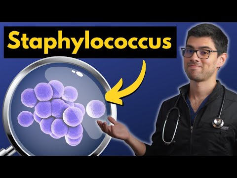 Staphylococcus Saprophyticus: Definición y Relevancia en Medicina Médica