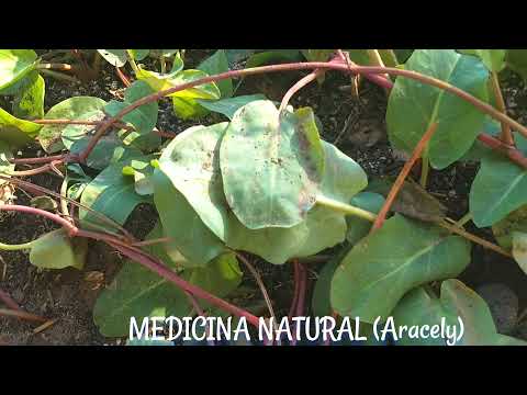 Hierba del Manso: Beneficios y Contraindicaciones para la Salud