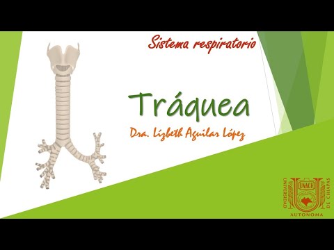Tráquea: Definición y Función en el Diccionario Médico