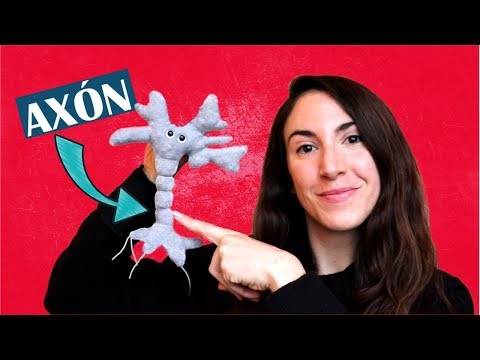 Cono Axónico: Definición y Función en el Diccionario Médico