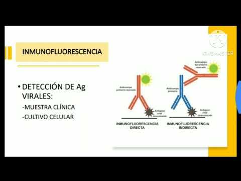 Inmunofluorescencia Directa en el Diccionario Médico: Definición y ...