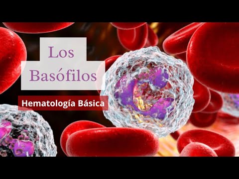 Basofilia: Definición y Significado en el Diccionario Médico