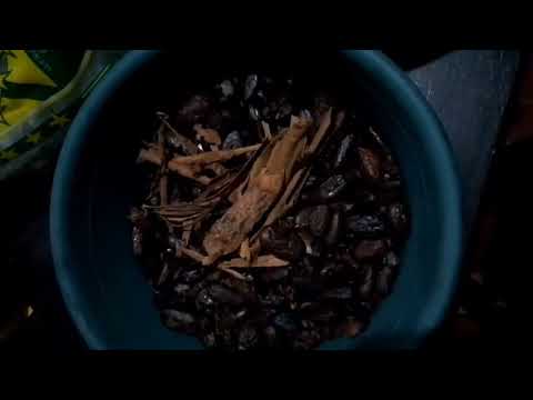 Pinolillo: Beneficios, Propiedades y Receta para Disfrutar de Esta ...