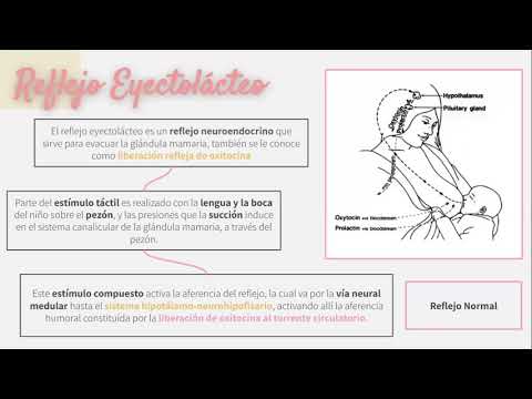 Reflejo Bulbocavernoso: Definición y Relevancia en el Diccionario Médico