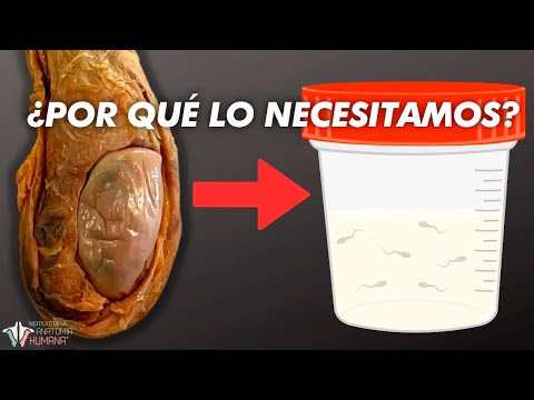 Semen: Definición y Conceptos Médicos Esenciales