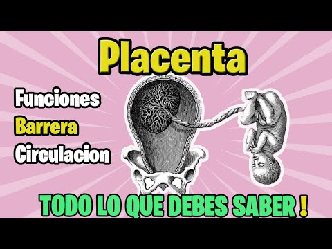 Barrera Placentaria: Definición y Funciones en Medicina