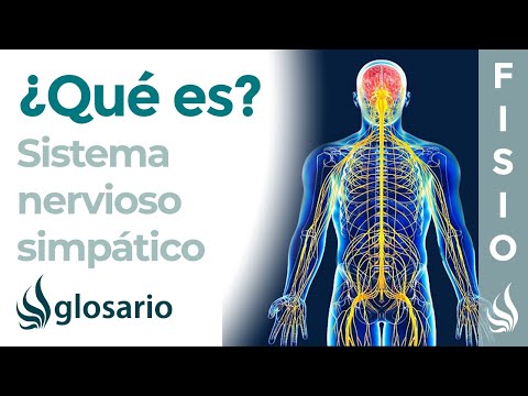 Sistema Nervioso Simpático: Definición y Funciones Clave Explicadas