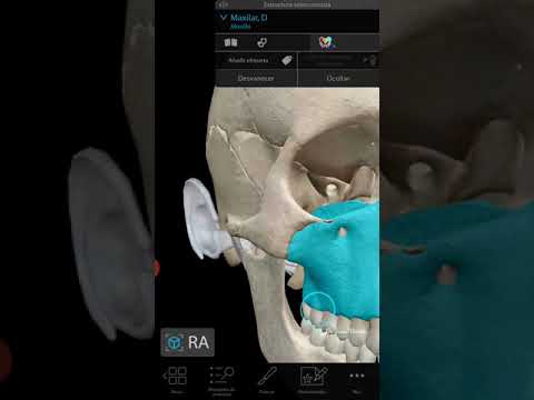 Fosa Infratemporal: Definición y Relevancia en la Anatomía Médica