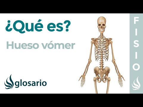 Vómer: Definición y Función en el Contexto Médico