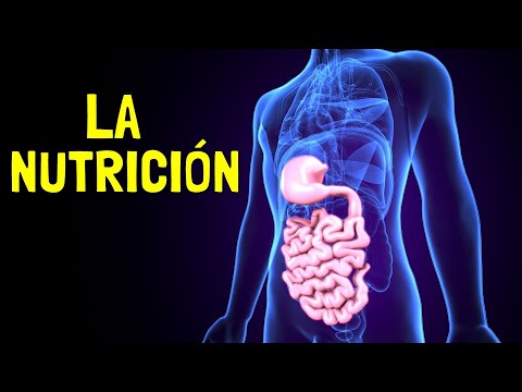 Vaso quilífero: Definición y función en el diccionario médico de la ...