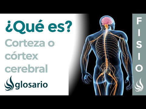 Neocórtex: Anatomía y Funciones del Isocórtex en el Sistema Nervioso
