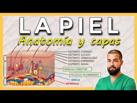 Cutis en el Diccionario Médico: Definición y Funciones de la Piel