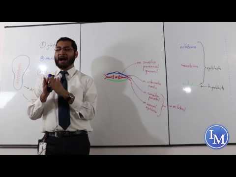 Mesodermo Paraxial: Funciones, Desarrollo y Su Importancia en la ...