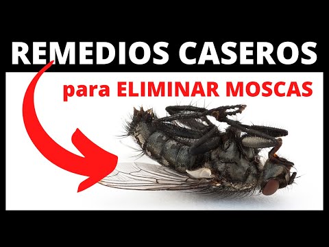 11 Remedios Caseros Efectivos para Repeler Insectos en el Hogar
