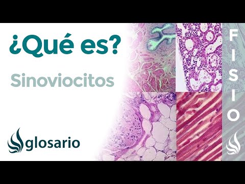 Esplenio: Definición y Funciones en el Diccionario Médico