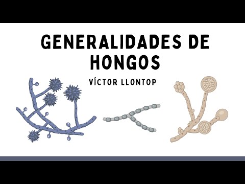 Hongo Dimórfico en el Diccionario Médico: Clasificación ...