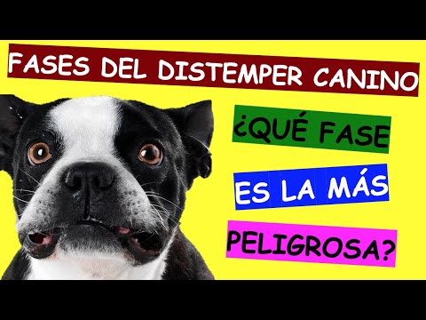 Síntomas del distemper canino: Identificación y tratamiento de esta ...