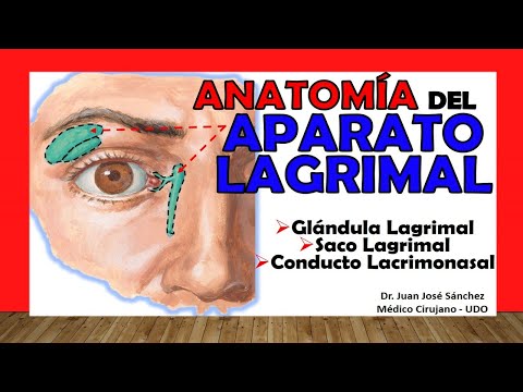 Carúncula lagrimal: Definición y significado en el diccionario médico