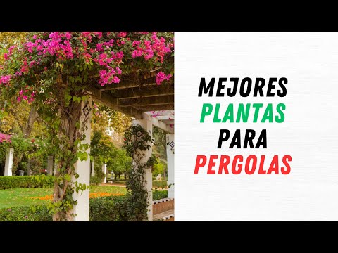 25 Plantas Trepadoras Perfectas para Embellecer Tu Jardín - SientoSalud