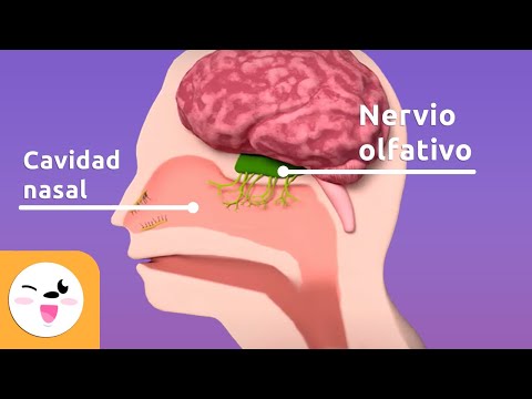 Bulbo olfatorio: Comprendiendo su estructura y función en el sentido ...