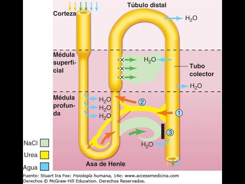 ¿Qué es el túbulo distal? Definición y Funciones en el Diccionario Médico