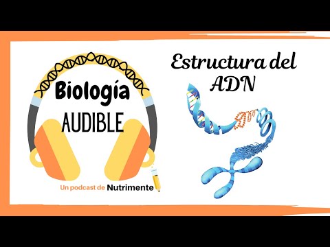 Surco Mayor del DNA: Definición y Relevancia en el Diccionario Médico ...