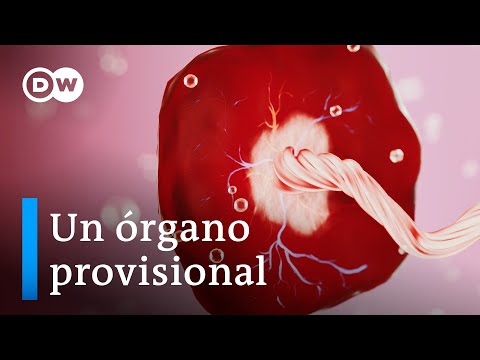 Placenta de Duncan: Explicación y Definición en el Diccionario Médico
