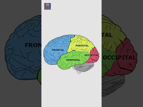 Implicaciones de la Corteza Parietal Posterior en la Función Cognitiva ...