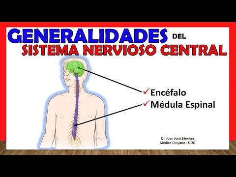 Putamen: Anatomía, Características y Funciones en el Sistema Nervioso Central