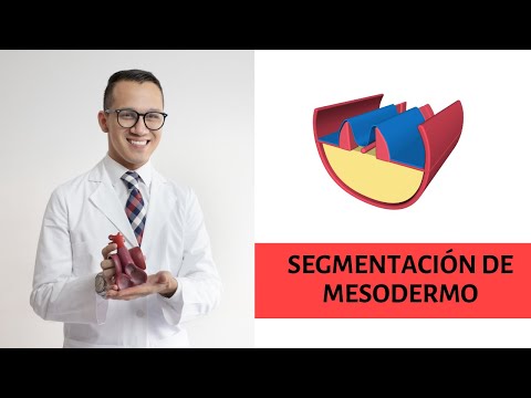 Mesodermo Intermedio en el Diccionario Médico: Definición y Funciones ...