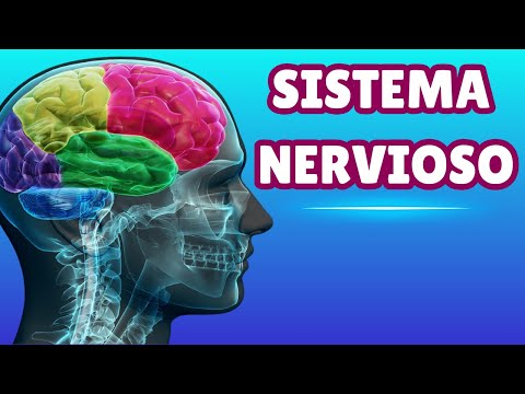 Corteza Parahipocampal: Estructura y Funciones en el Sistema Nervioso ...